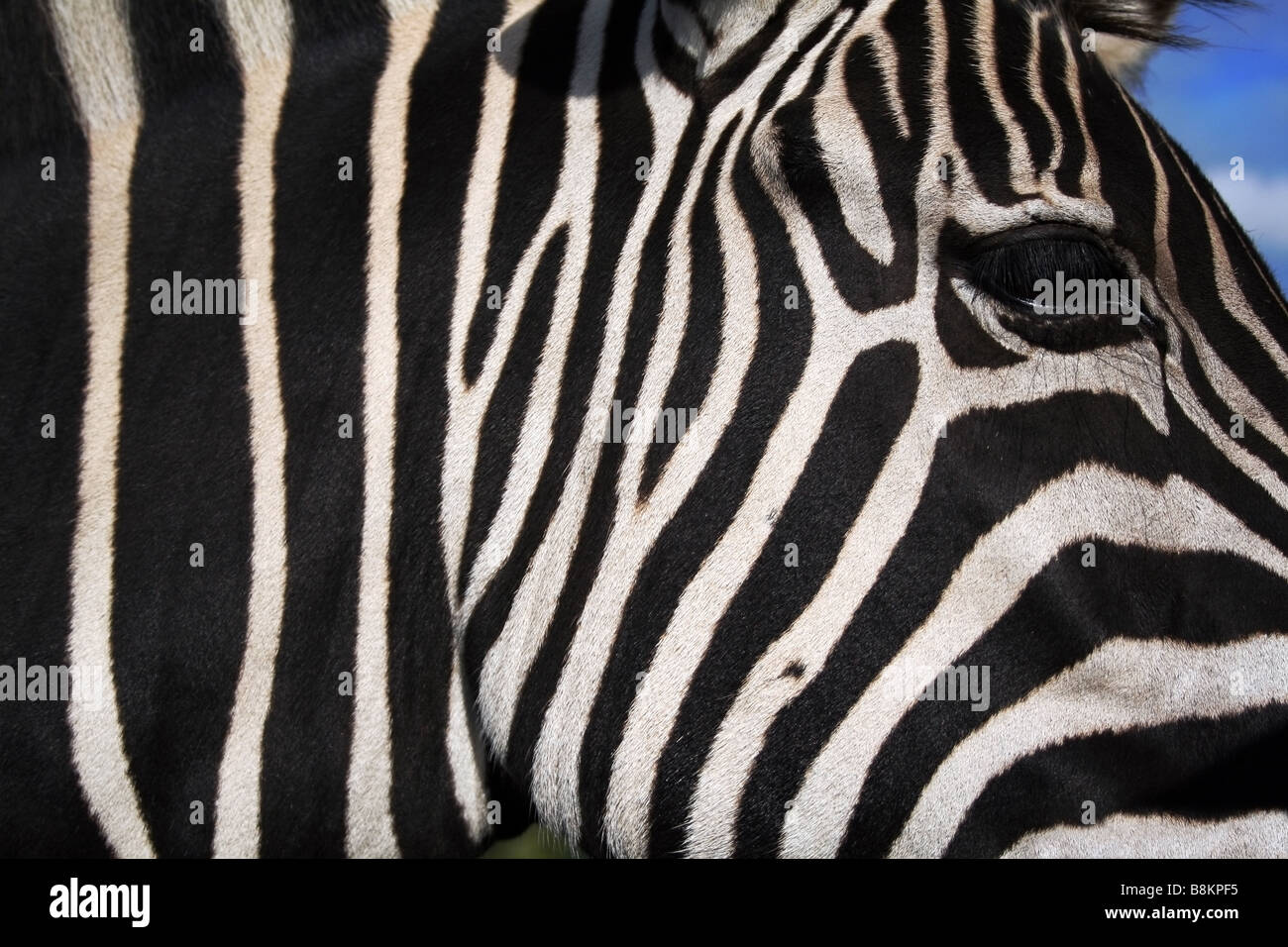 Zebra face eye up close hi-res stock photography and images - Alamy
