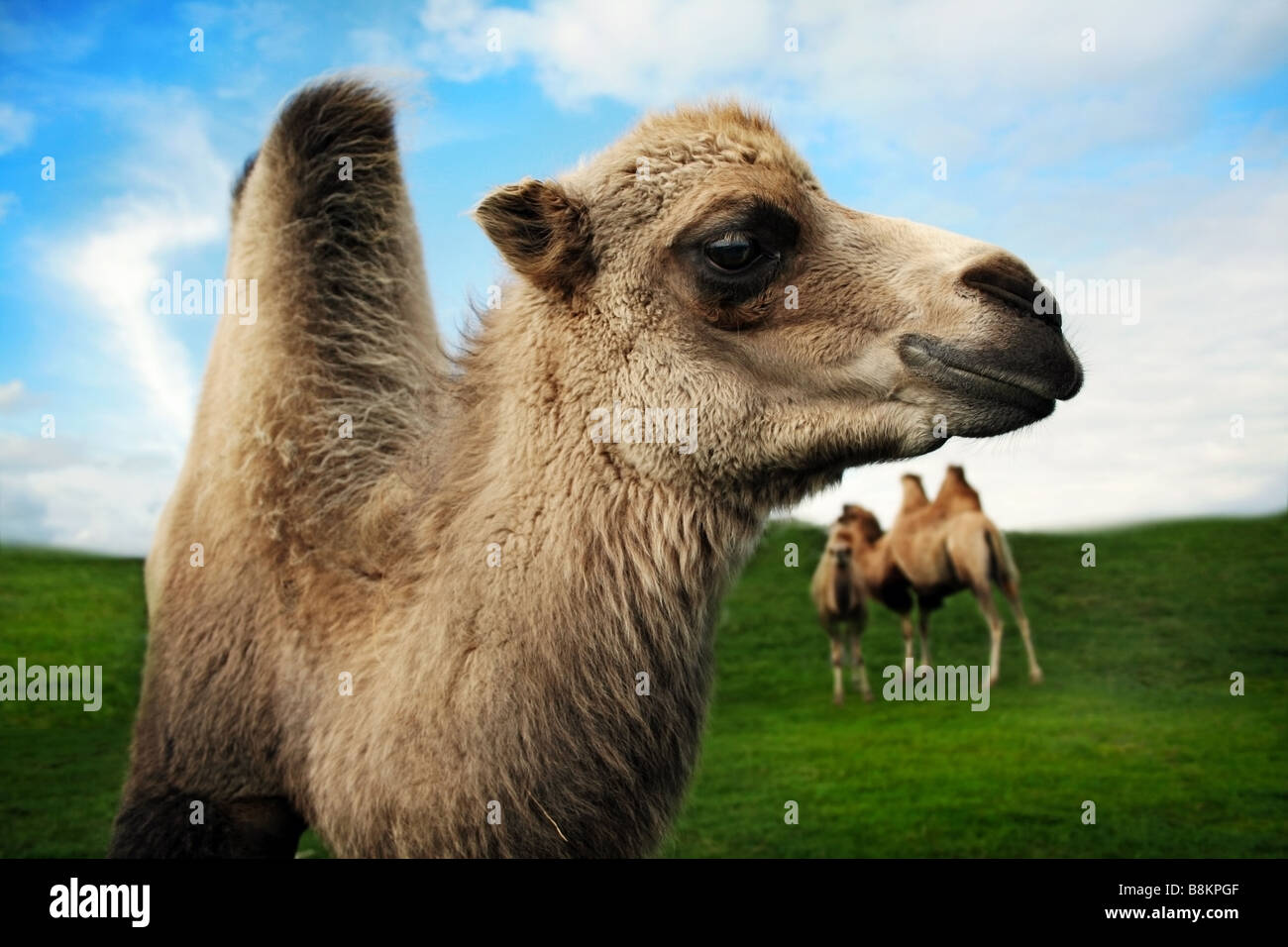 Camels hi-res stock photography and images - Alamy