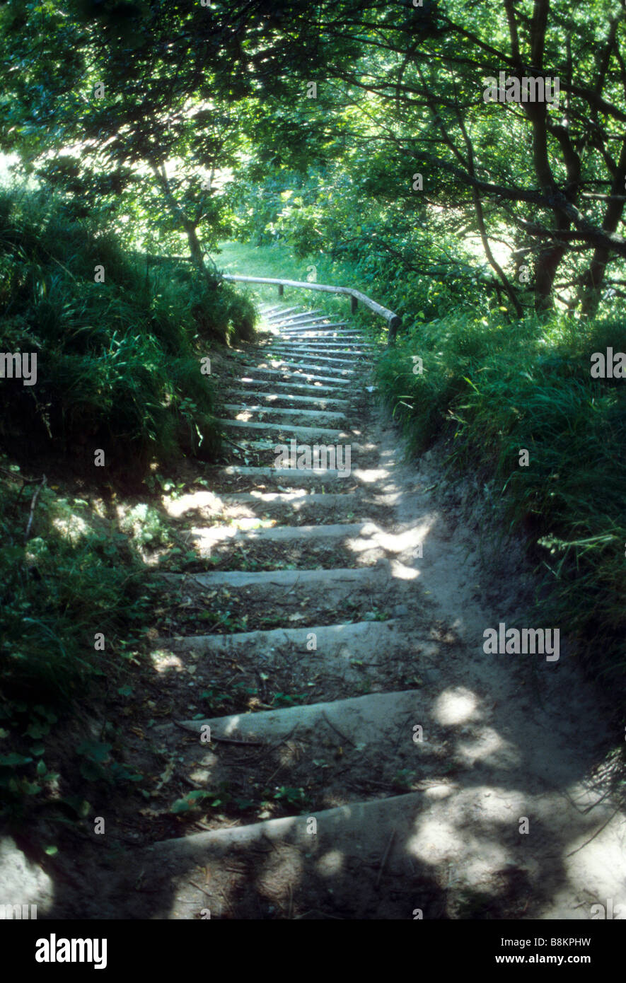 Rugged steps lead path down through green forest Stock Photo - Alamy