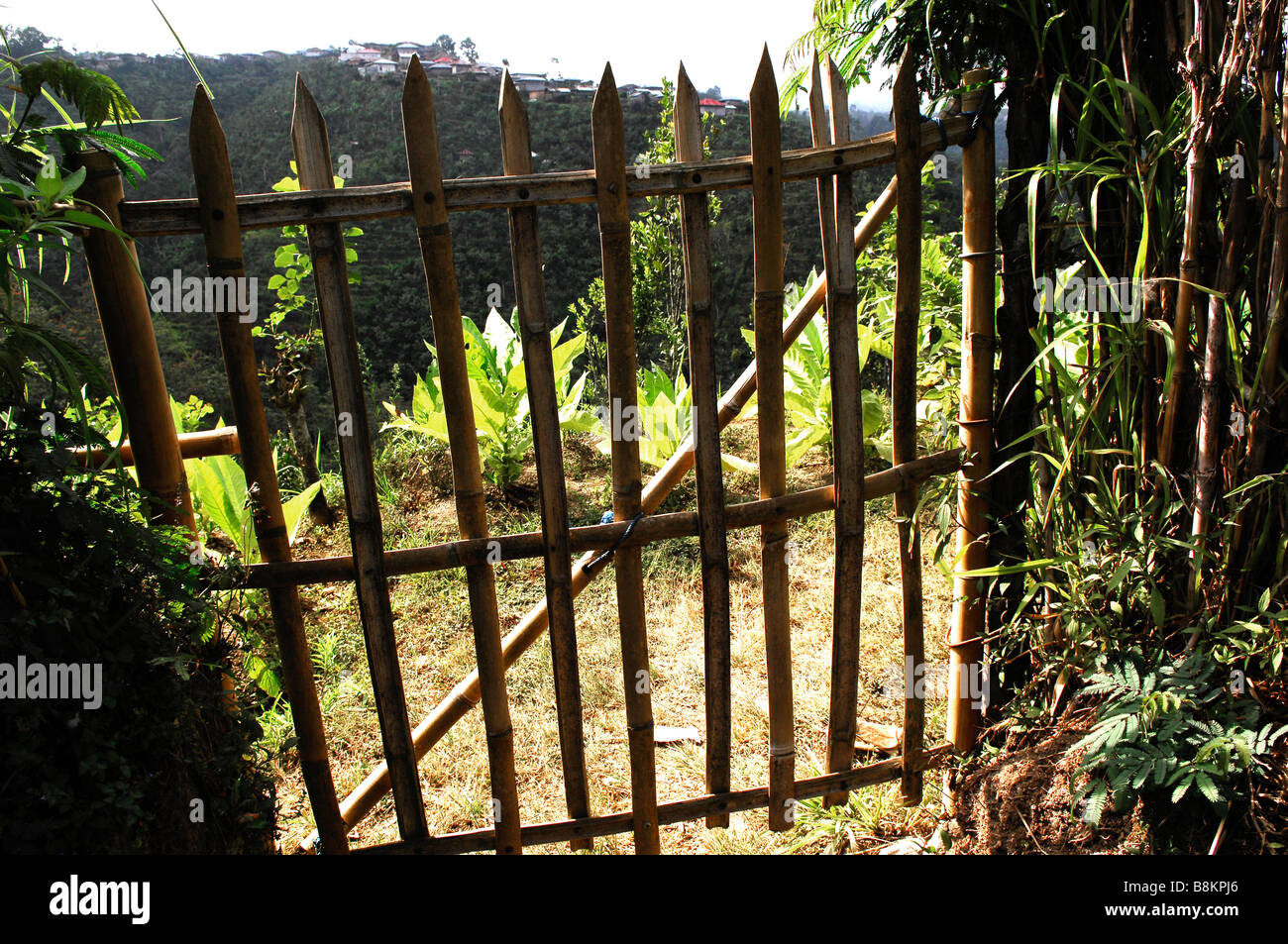 Sharp bamboo fence Stock Photo - Alamy