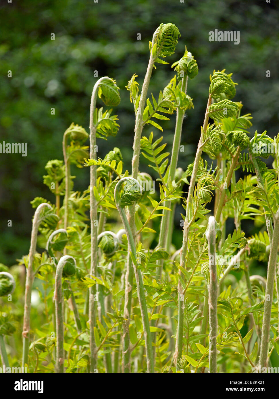 Curled growing fern plant Stock Photo - Alamy