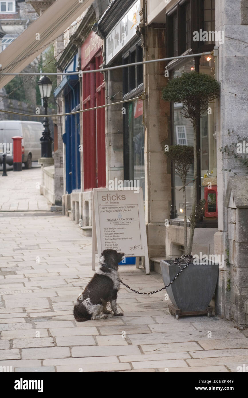 Leash sticks hi-res stock photography and images - Alamy