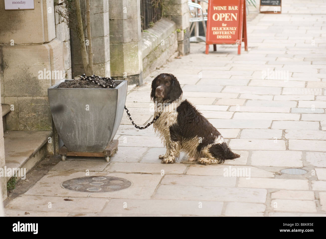 A dog waits patiently for its owner Stock Photo - Alamy