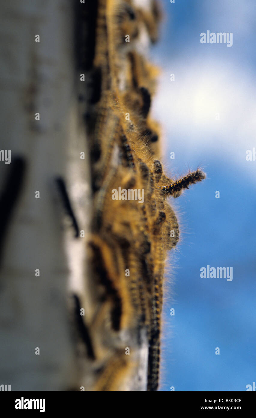 Tent caterpillars climbing to the top Stock Photo - Alamy