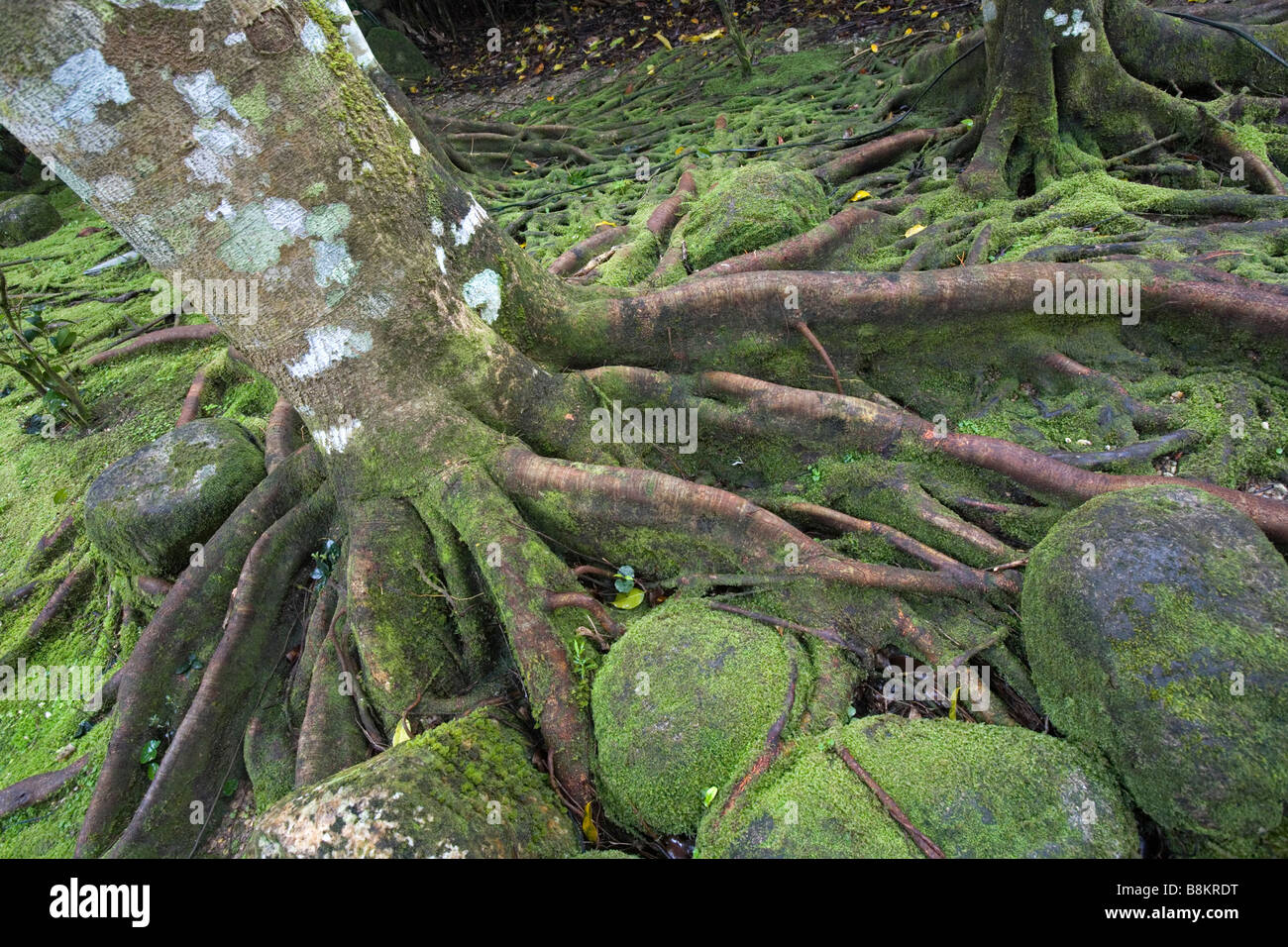 Rainforest tree hi-res stock photography and images - Alamy