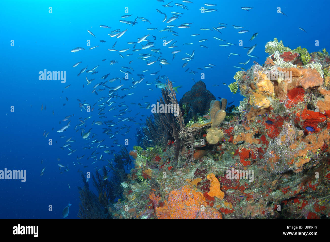 Colourful reef with small reef fish Stock Photo - Alamy