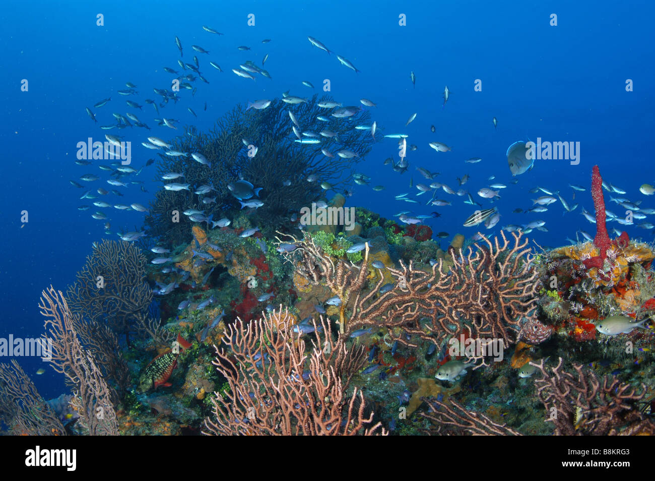 Colourful reef with small reef fish Stock Photo - Alamy