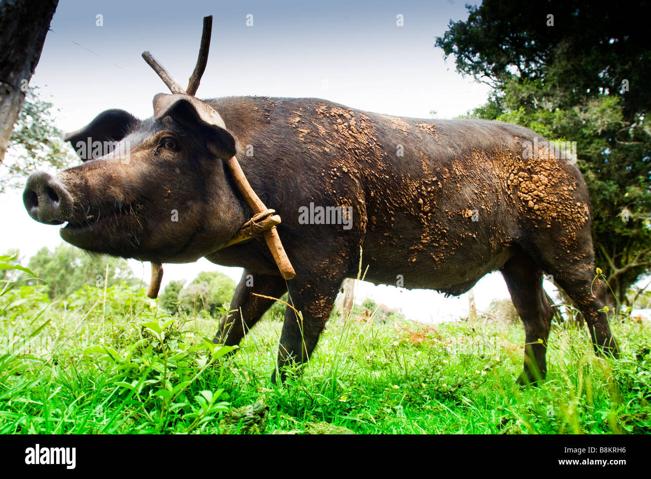 a black pig on grassland Stock Photo - Alamy