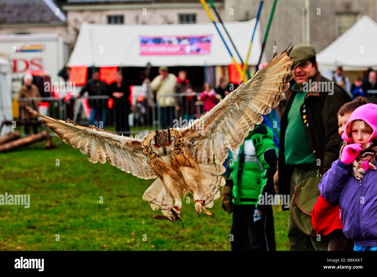 Owl flying towards camera, watched by people Stock Photo - Alamy