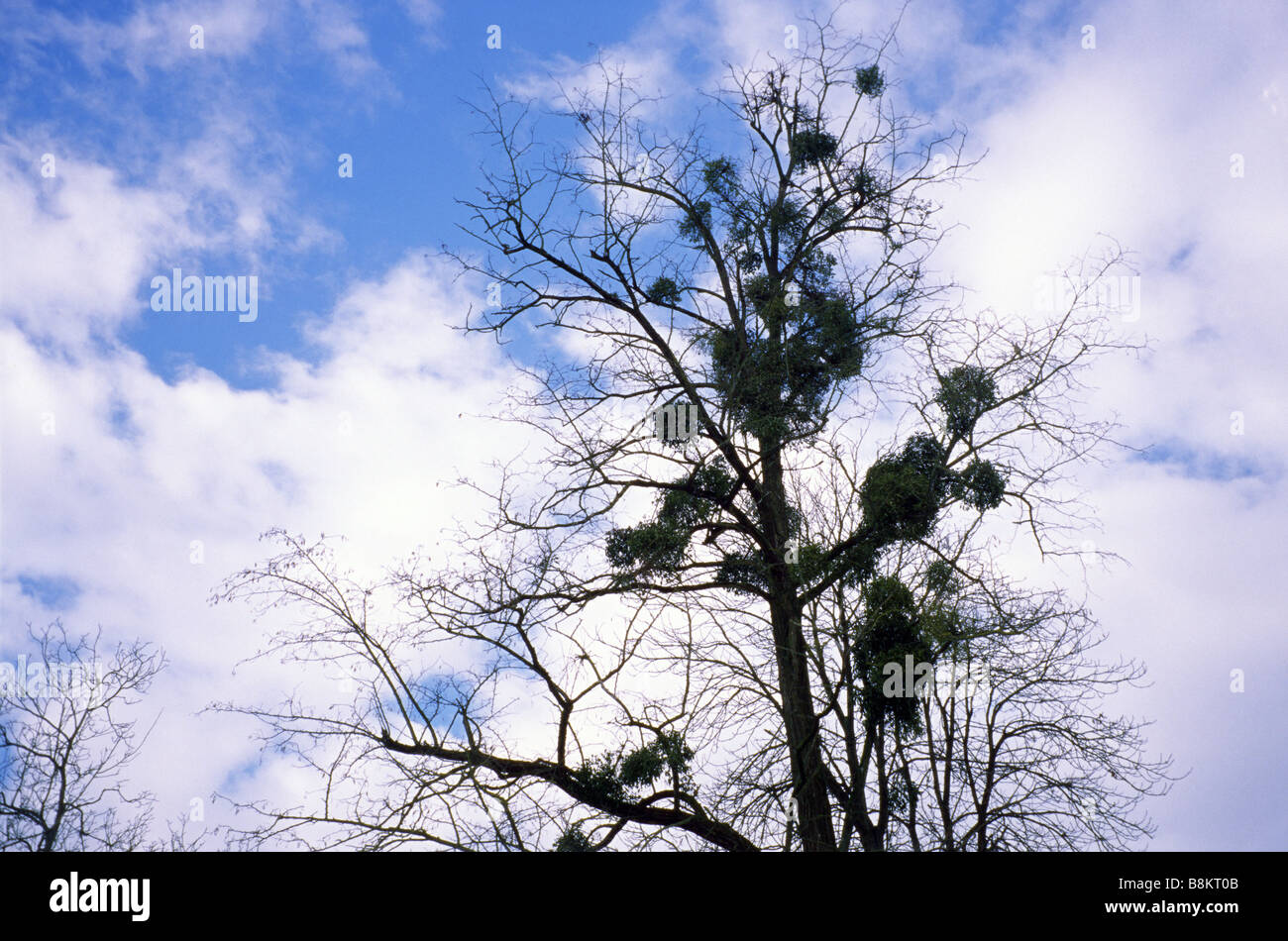 Mistletoe on tree Stock Photo - Alamy