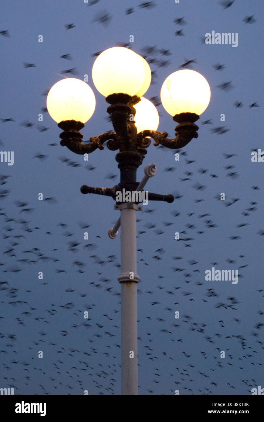 Bird birds roost roosting brighton pier hi-res stock photography and ...