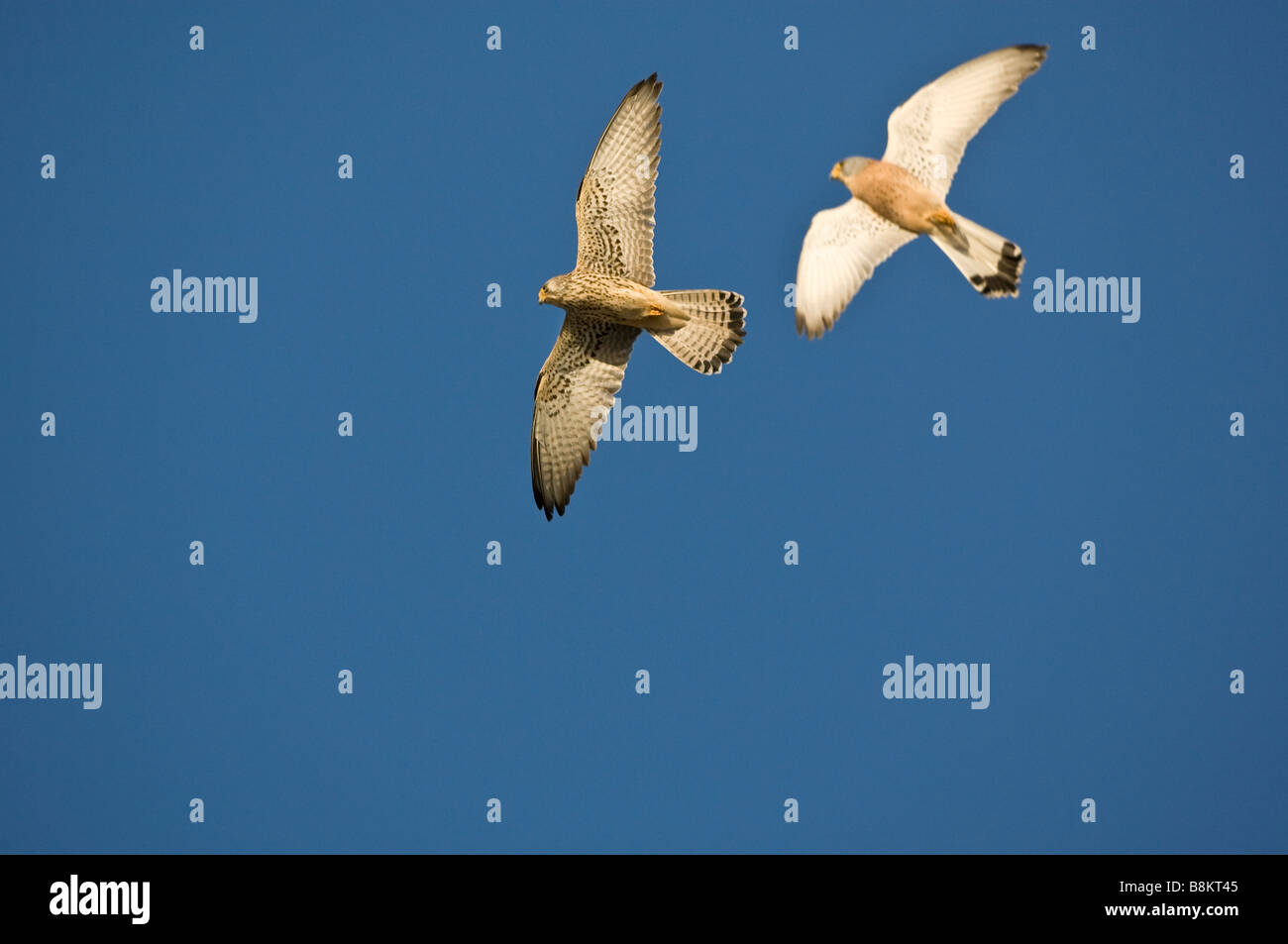 Male and female lesser kestrel in flight southern spain Stock Photo - Alamy
