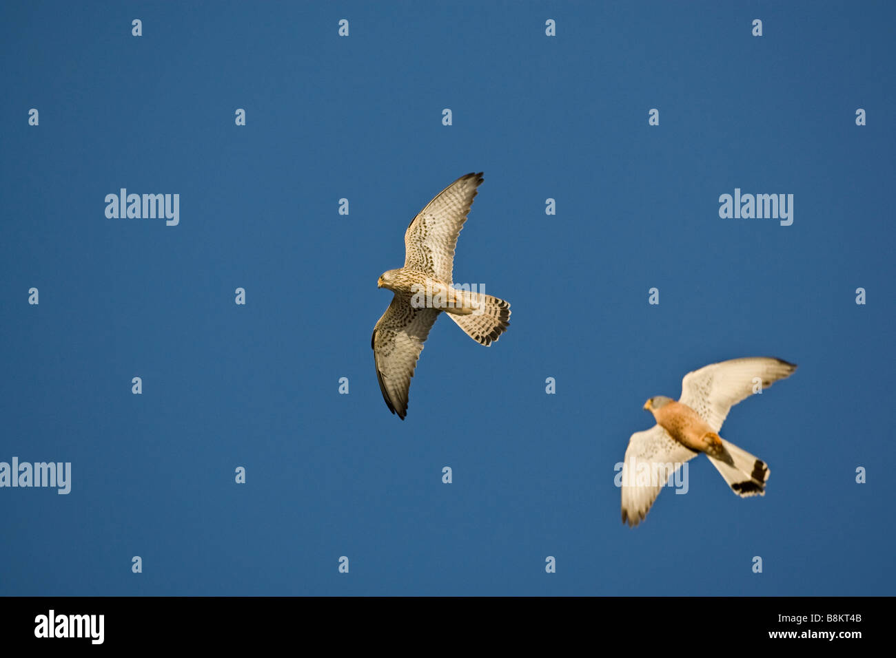 Male and female lesser kestrel in flight southern spain Stock Photo - Alamy