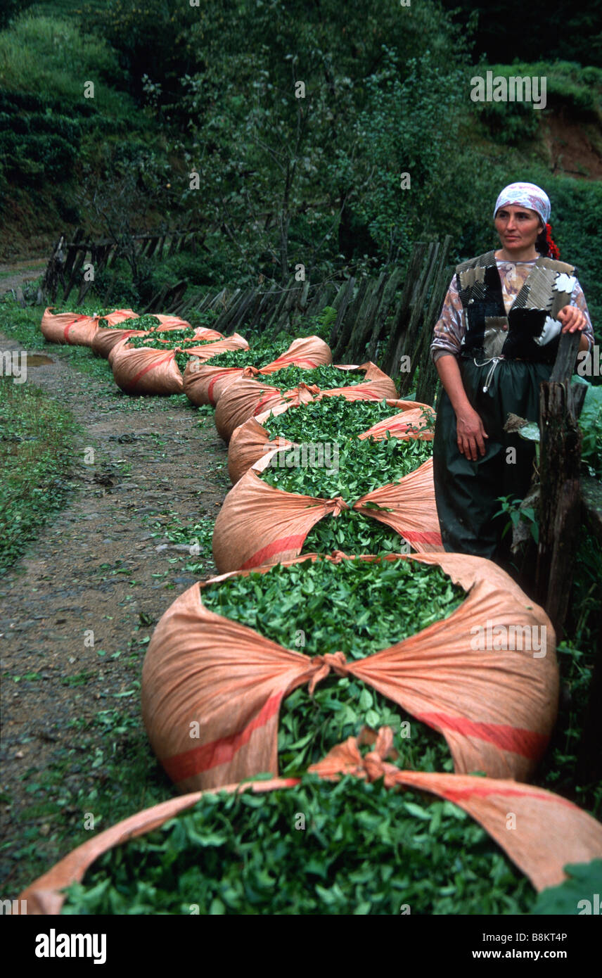 Tea leaves ready for transport Stock Photo - Alamy