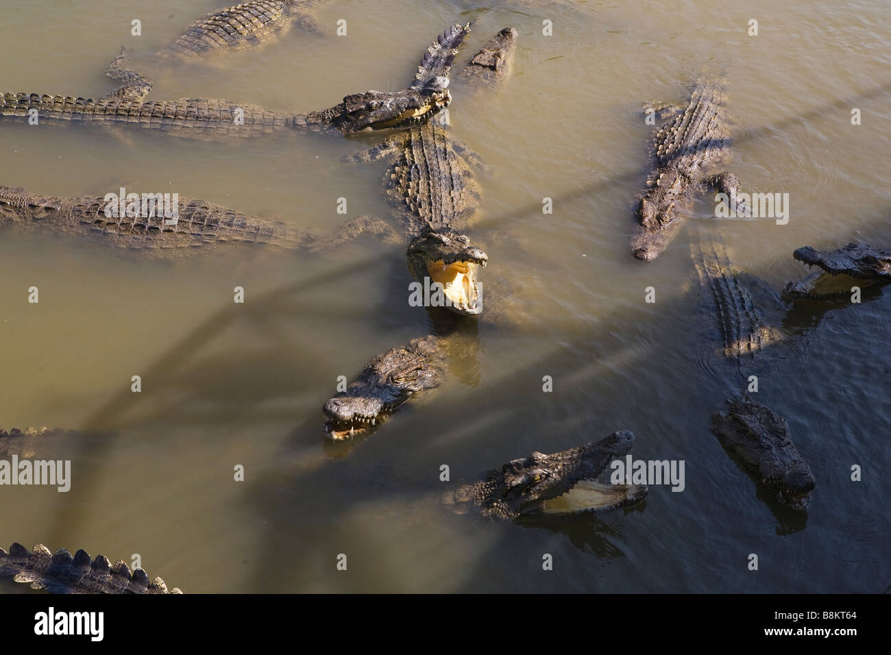 Crocodiles hi-res stock photography and images - Alamy