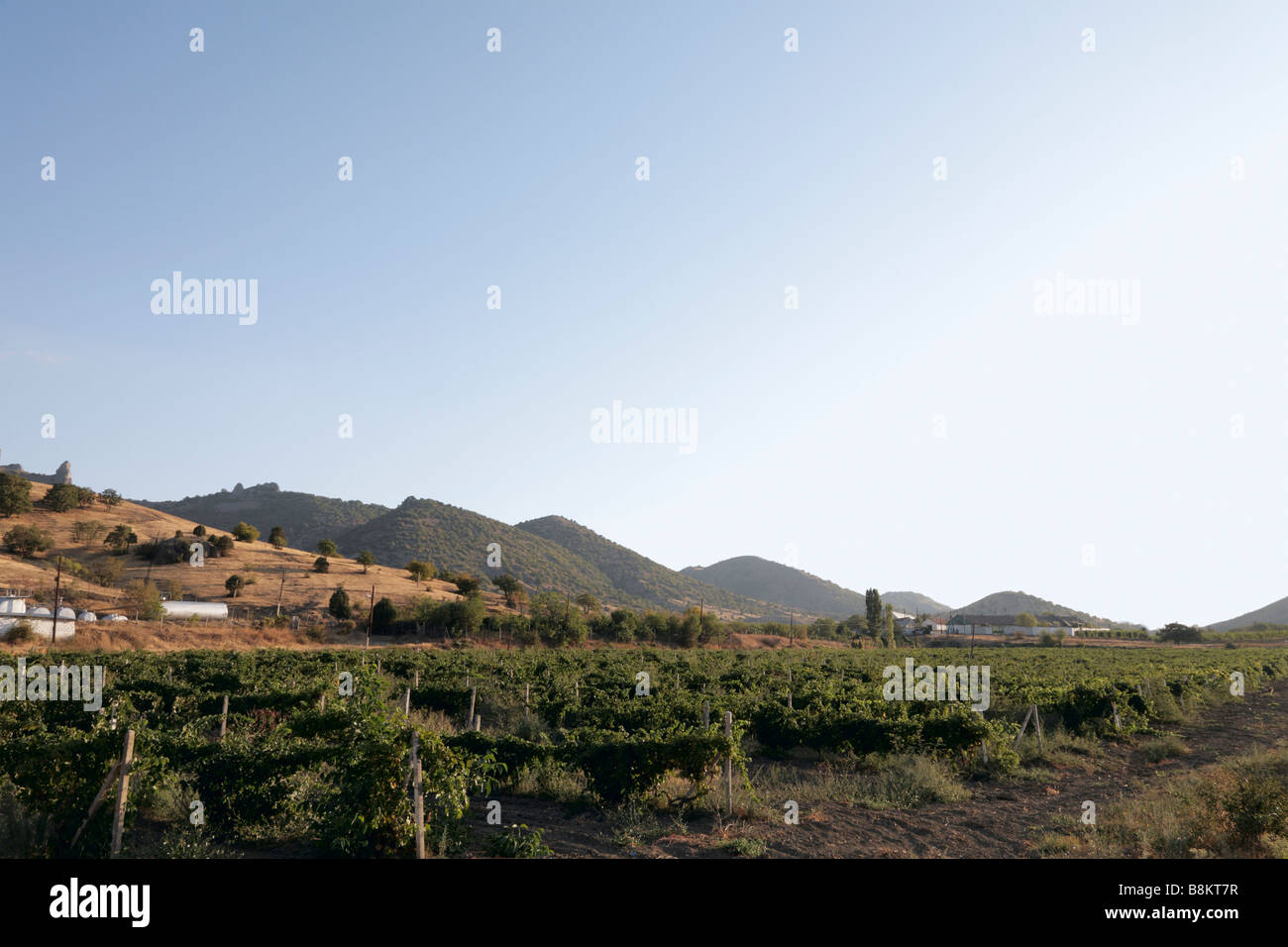 Panoramic view of a vineyard Stock Photo - Alamy