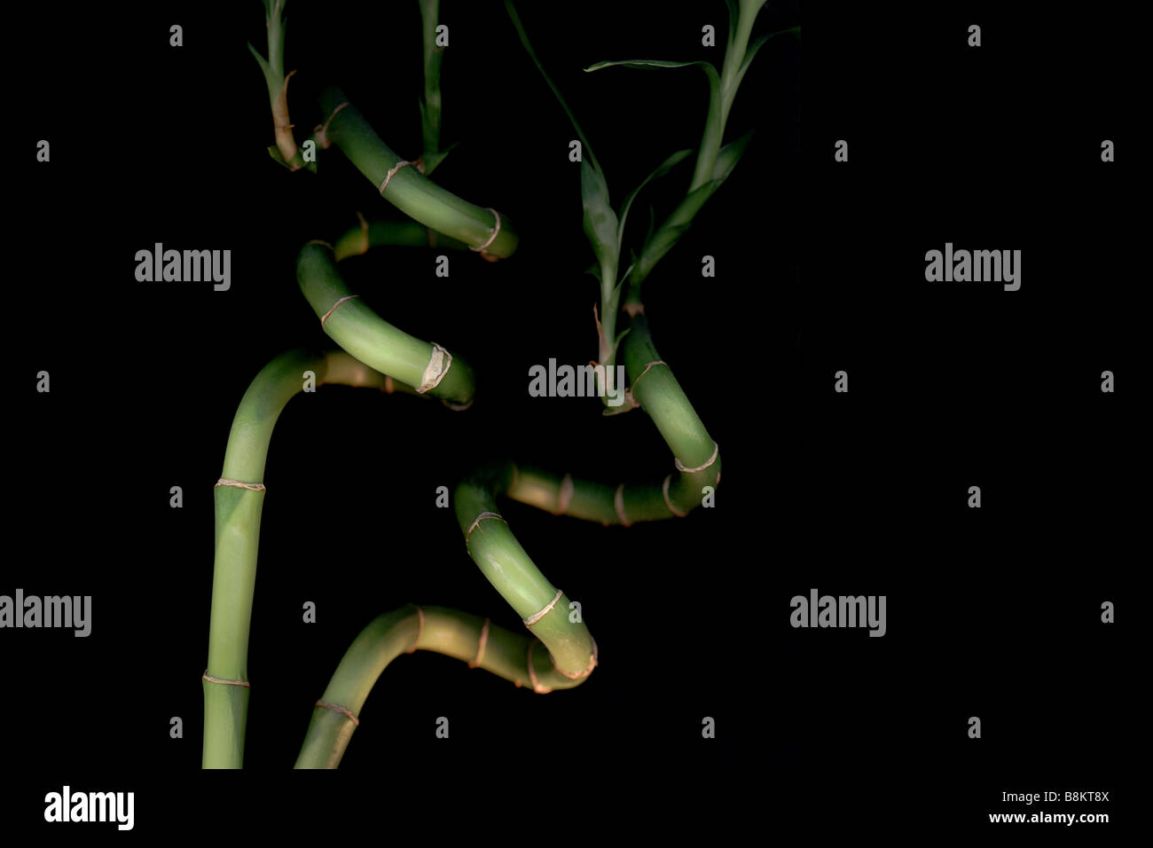Twisted Bamboo also known as Lucky Bamboo Stock Photo - Alamy