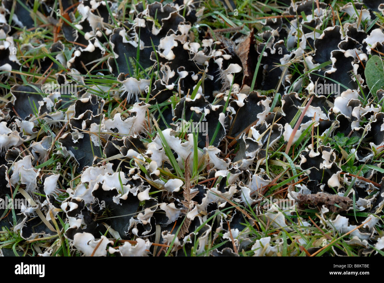 Dog Lichen Peltigera canina in Winter amongst grasses, Wales, UK Stock ...