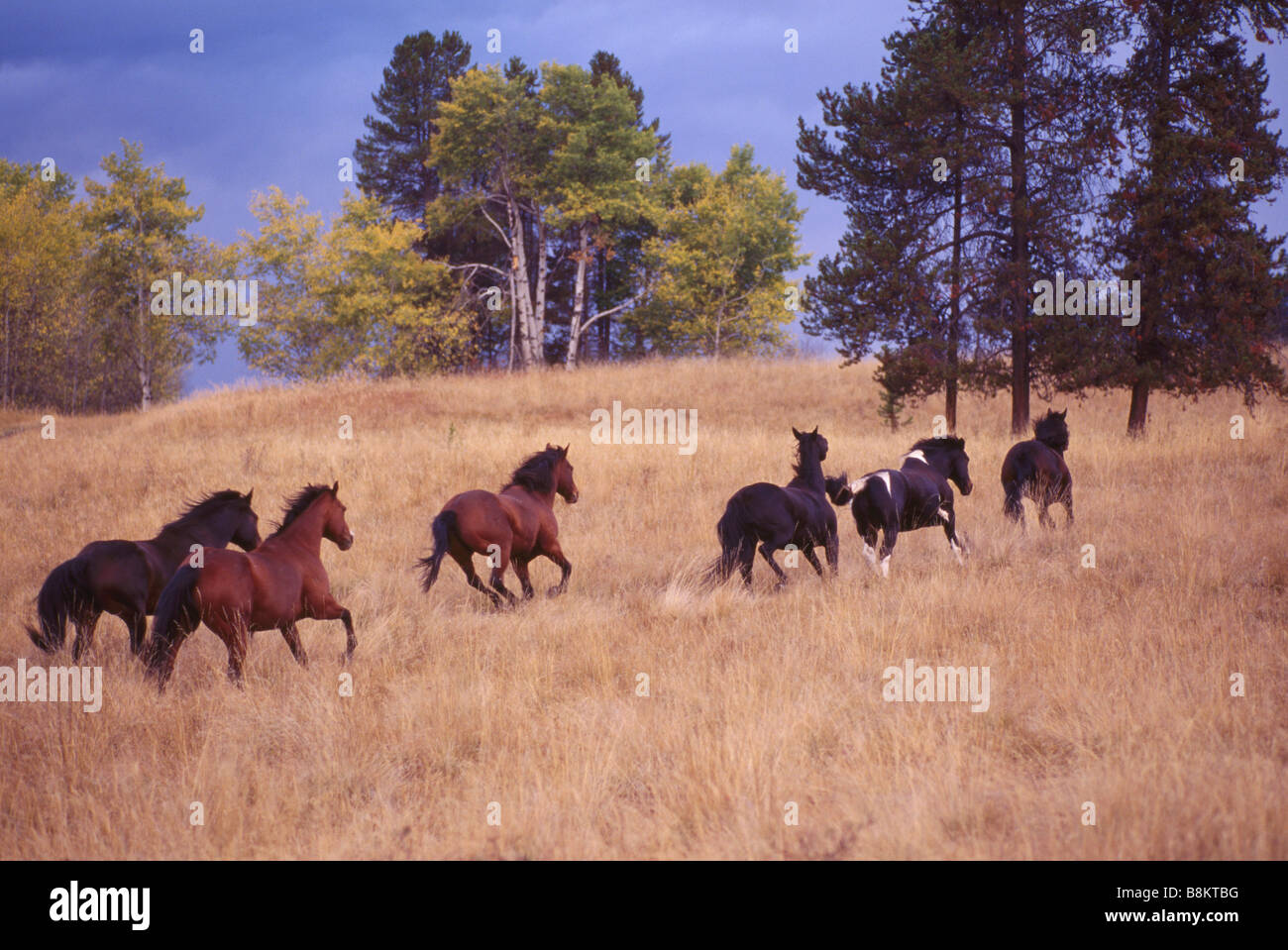 A Herd of Free Roaming Wild Horses running on Ranchland at a Ranch near ...