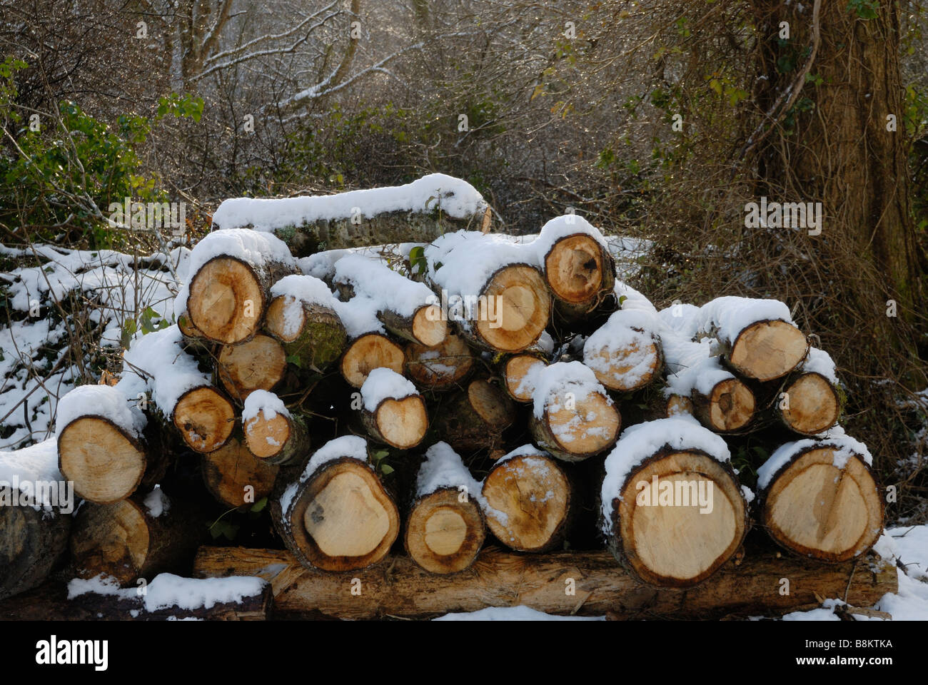 Oak firewood logs hi-res stock photography and images - Alamy