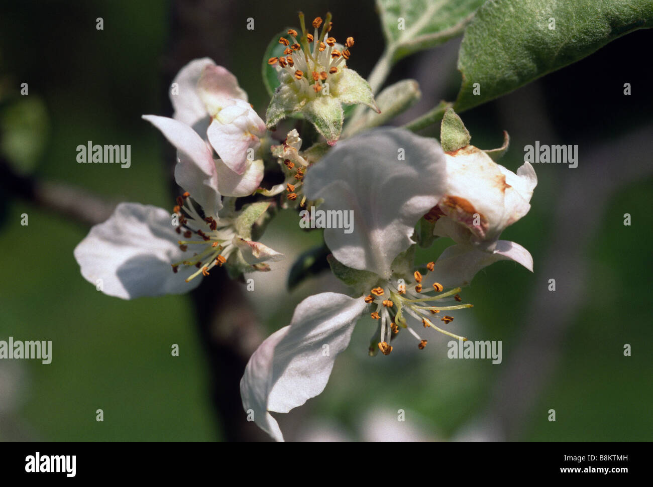 Rosaceae Pear in bloom Stock Photo - Alamy