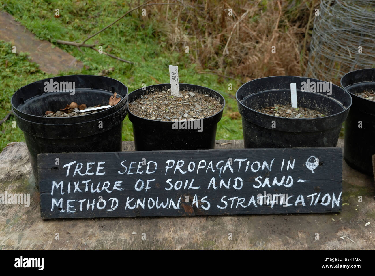 Propogation of native British tree seed in pots Stock Photo - Alamy
