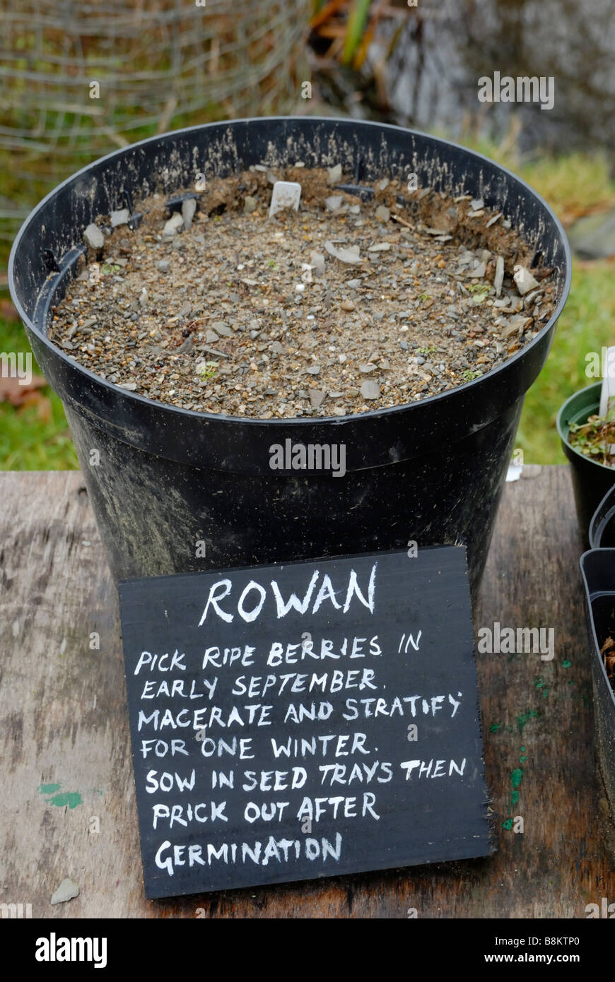 Propagation of Sorbus aucuparia Rowan seed Stock Photo - Alamy