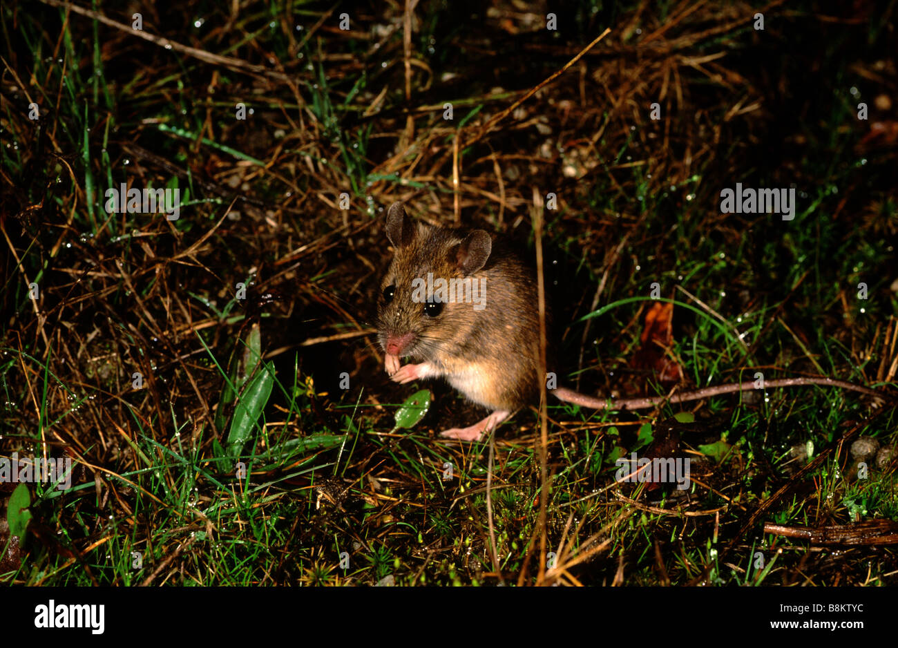 Ratón de campo hi-res stock photography and images - Alamy