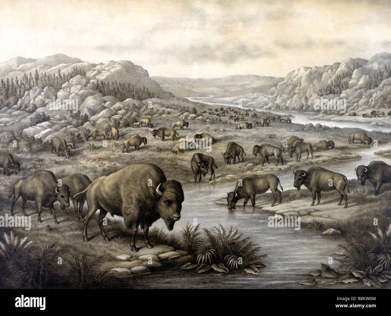 Buffalo Herd Painting