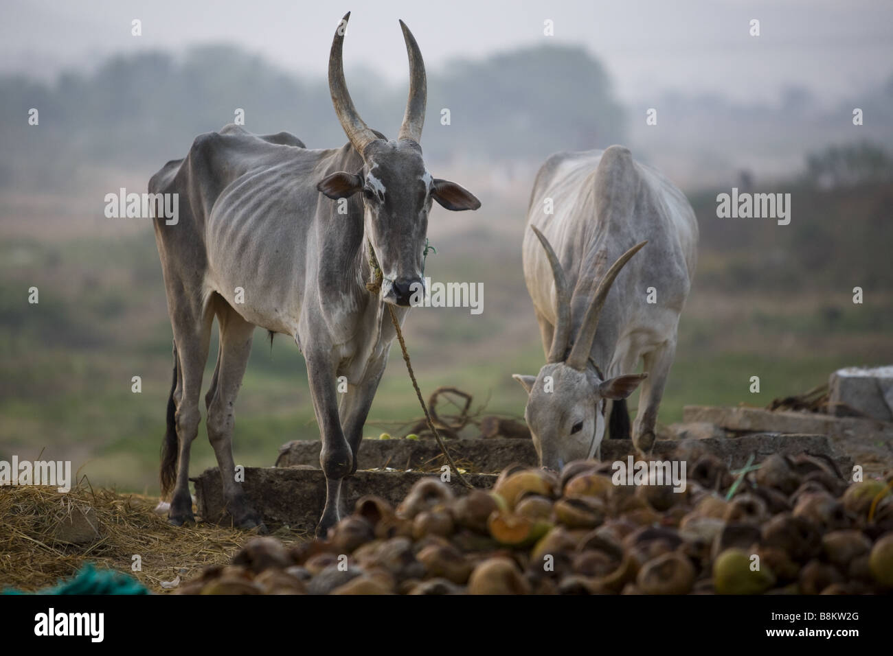 Zebu cow hi-res stock photography and images - Alamy