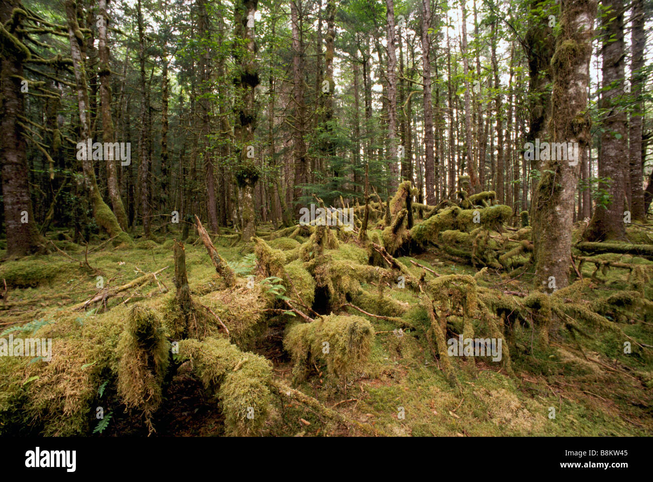 Moss Covered Trees in a Temperate Rainforest on Graham Island in the ...