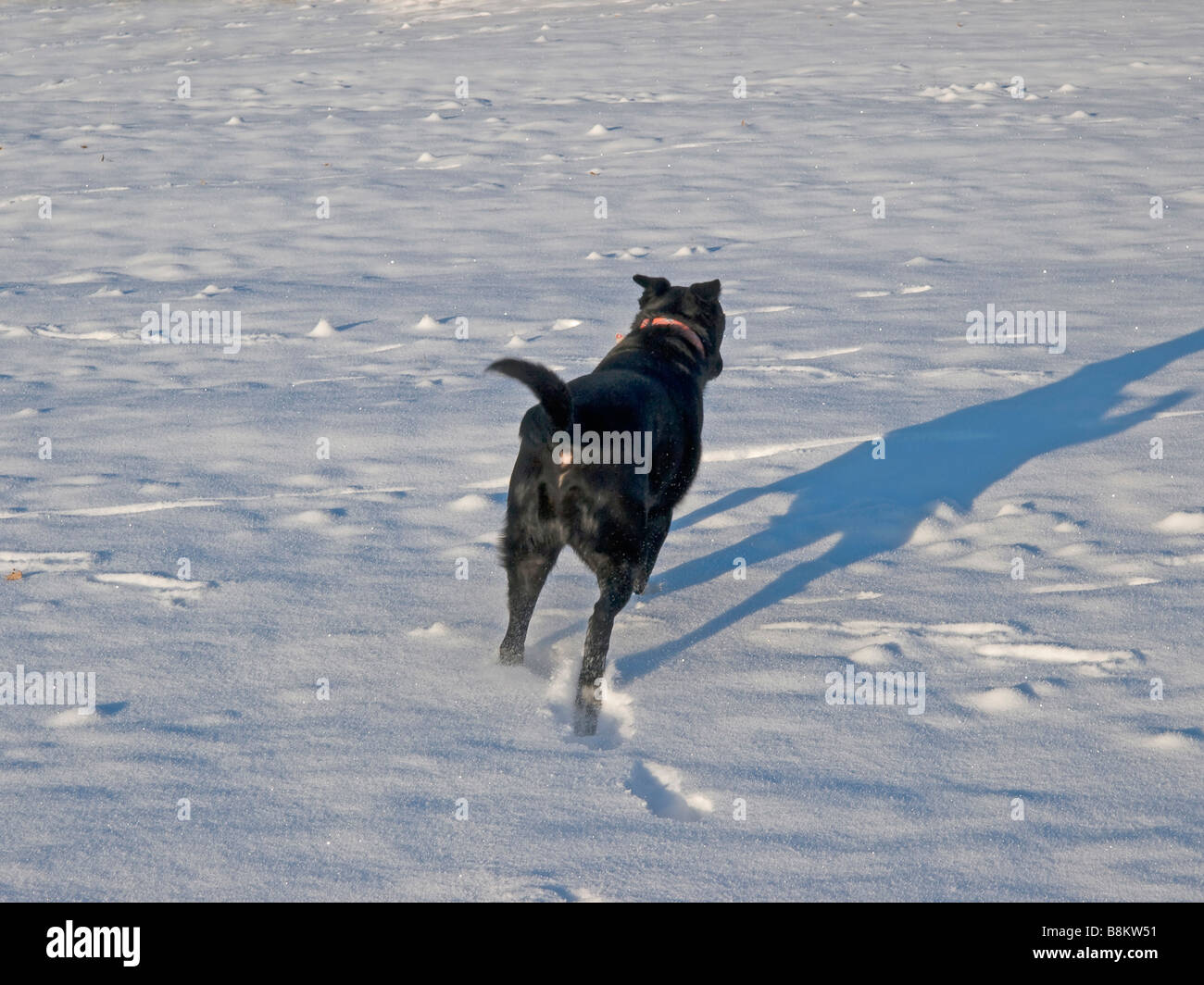 black dog Labrador hybrid is running in snow Stock Photo - Alamy