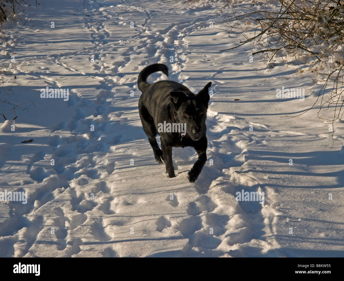 black dog Labrador hybrid is running on a way in snow Stock Photo - Alamy