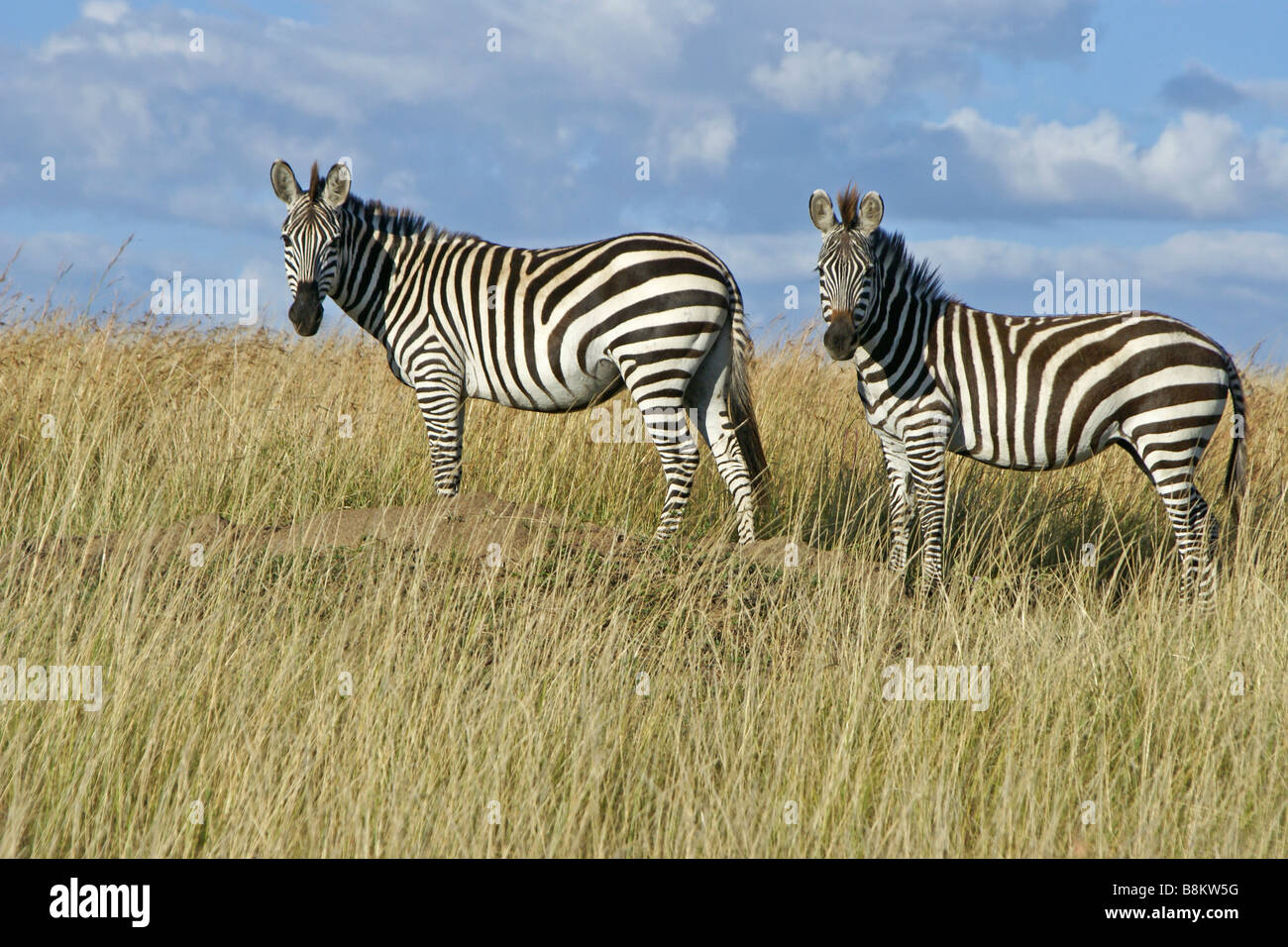Grass grazers hi-res stock photography and images - Alamy