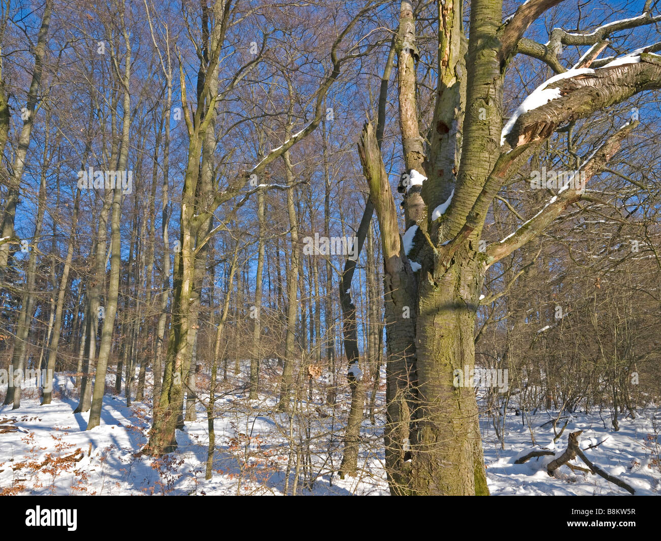 a ruined tree with snow in forest in winter and blue sky Stock Photo ...