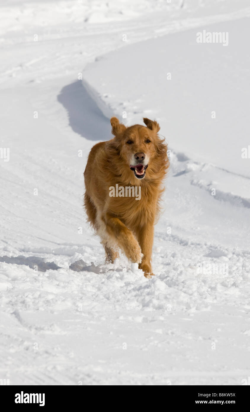 Golden one center hi-res stock photography and images - Alamy