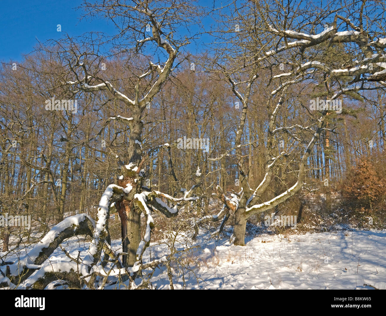 ruined trees with snow in forest in winter and blue sky Stock Photo - Alamy