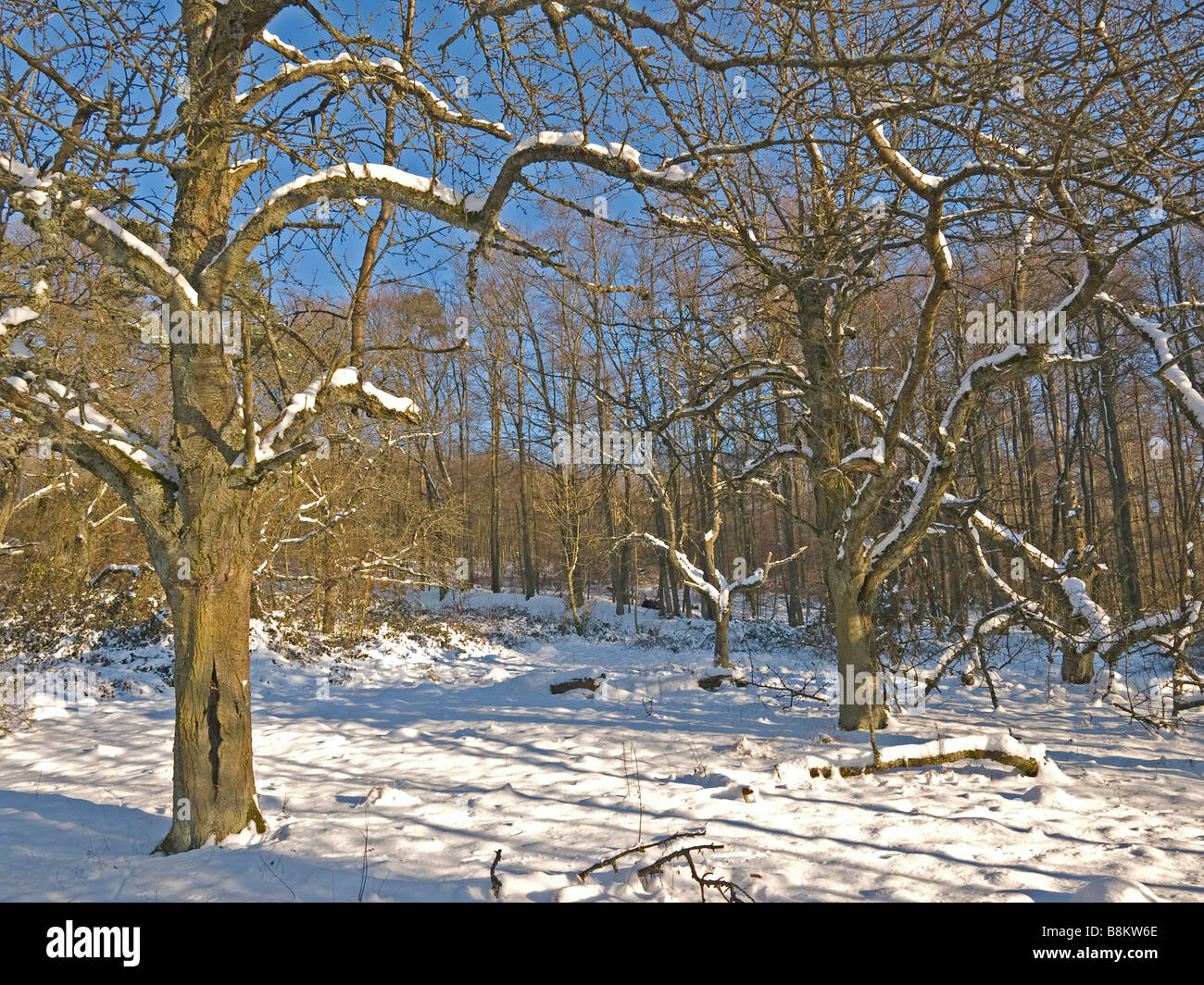 ruined trees with snow in forest in winter and blue sky Stock Photo - Alamy