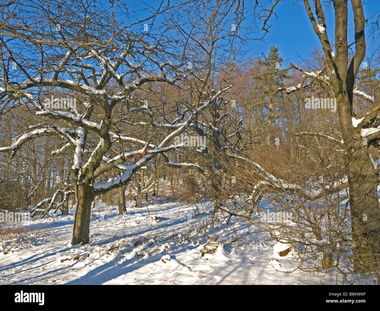 ruined trees with snow in forest in winter at blue sky Stock Photo - Alamy
