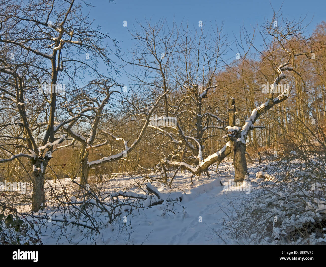 ruined trees with snow in forest in winter at blue sky Stock Photo - Alamy