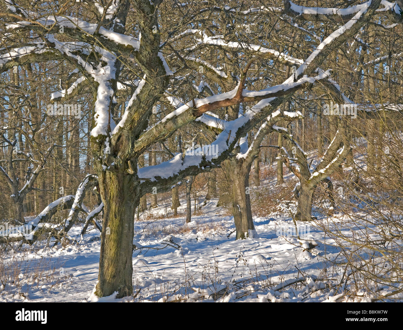 ruined tree with snow in forest in winter Stock Photo - Alamy