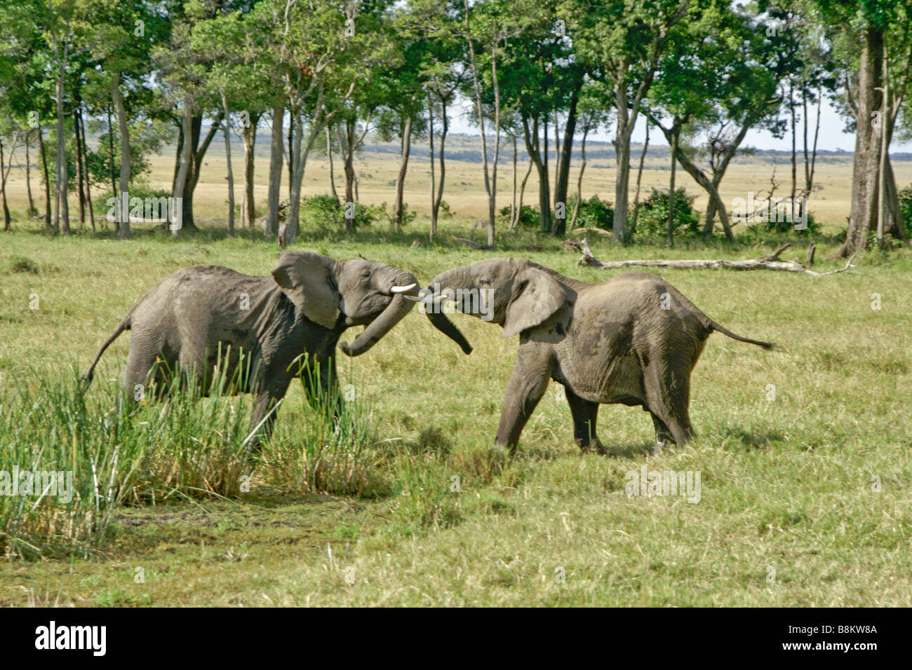 Elephants fighting hi-res stock photography and images - Alamy