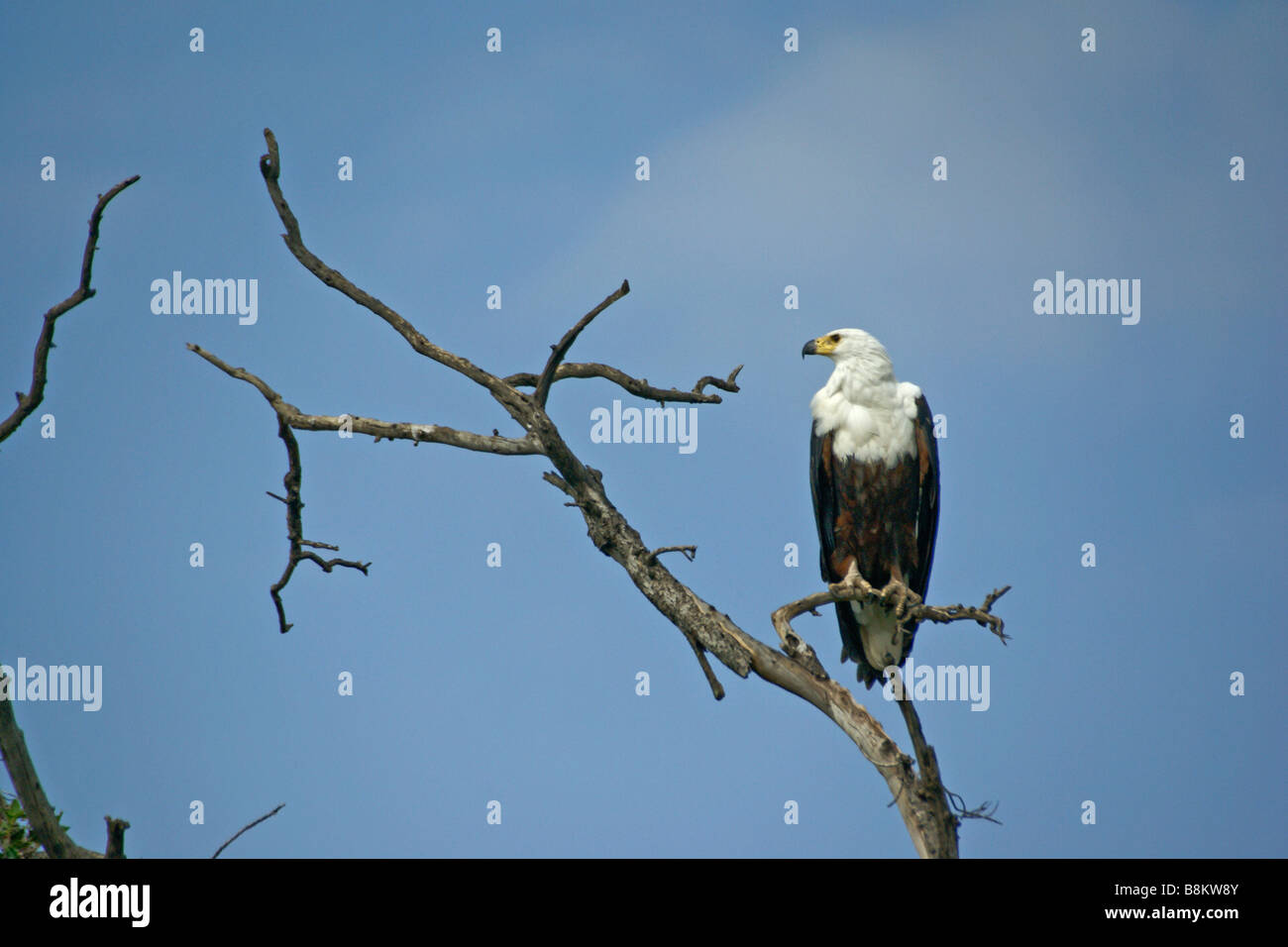 African fish eagle sitting in tree, Masai Mara, Kenya Stock Photo - Alamy
