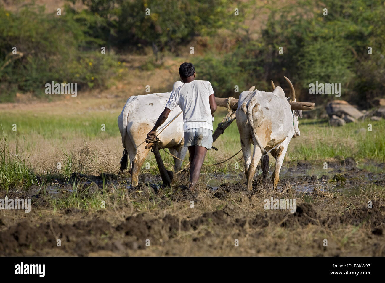 Indian man ploughing rice field Stock Photo - Alamy