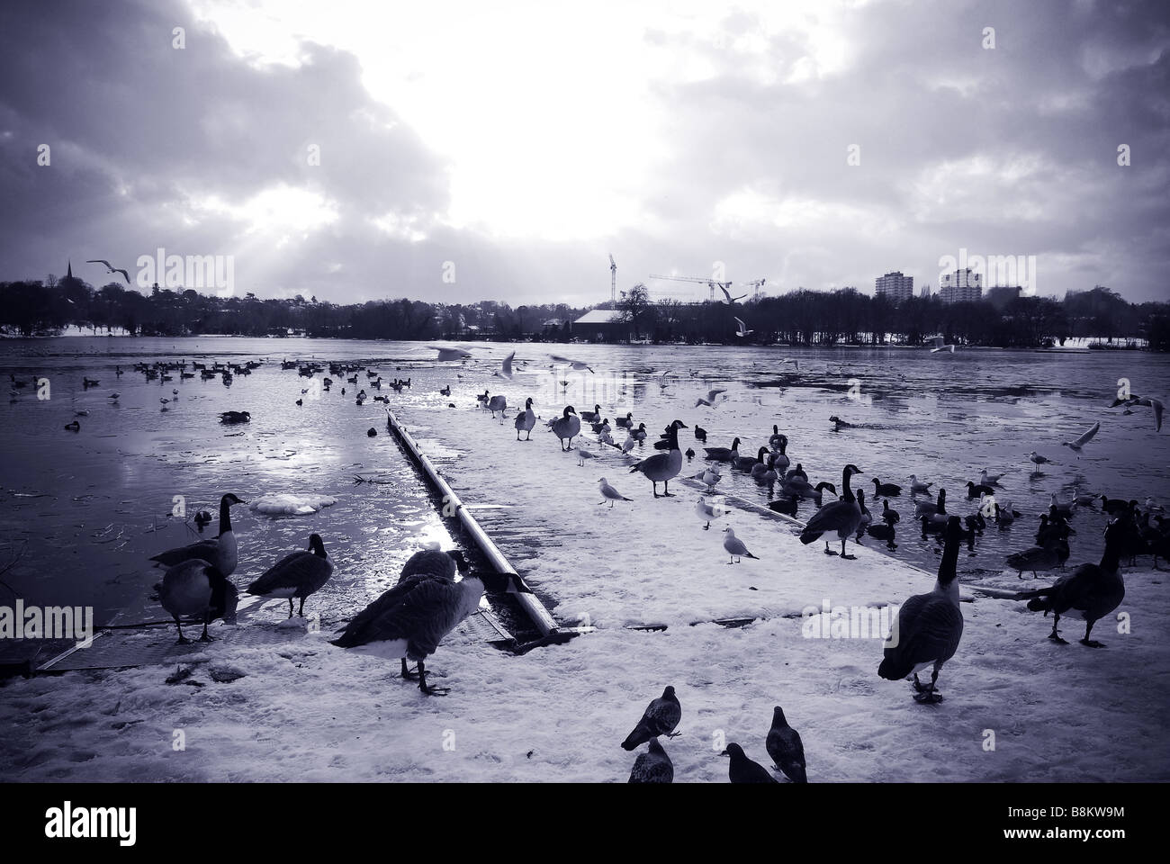 A pontoon in Wimbledon Park, south west London. Ducks, seagulls and ...
