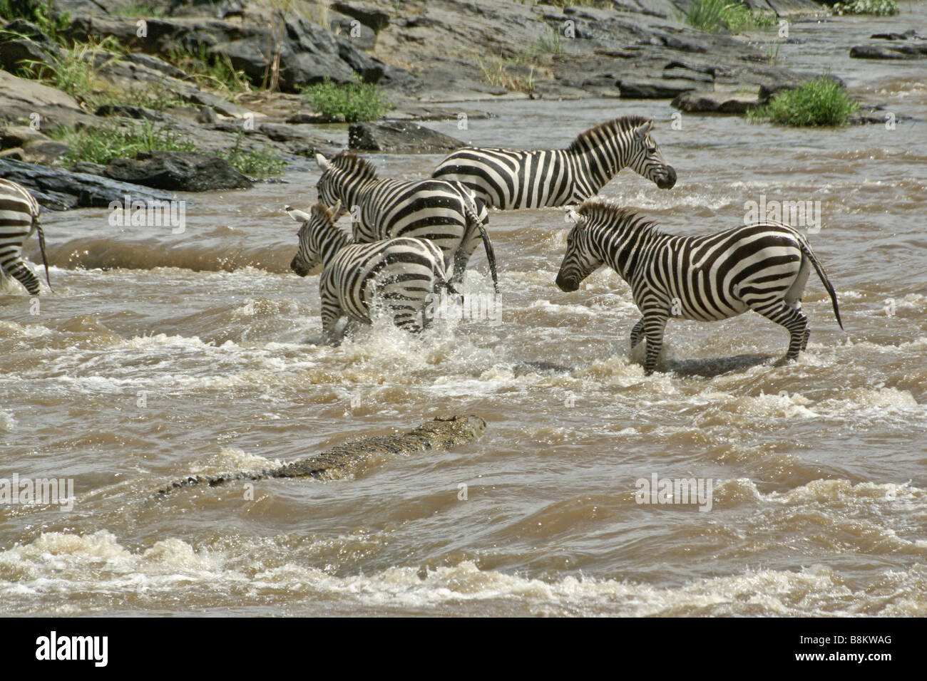 Crocodile attack hi-res stock photography and images - Alamy