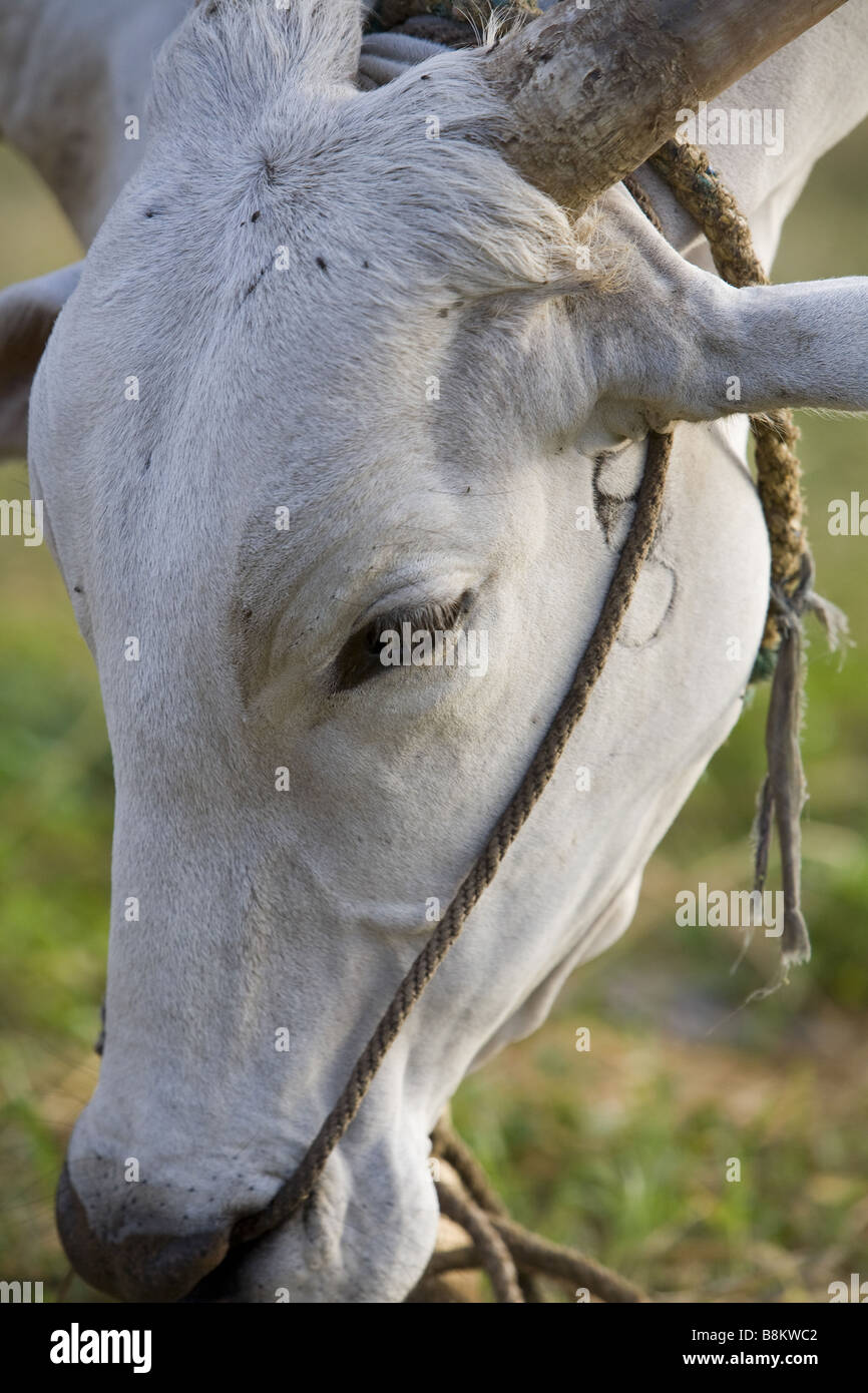 Zebu head shot Stock Photo - Alamy