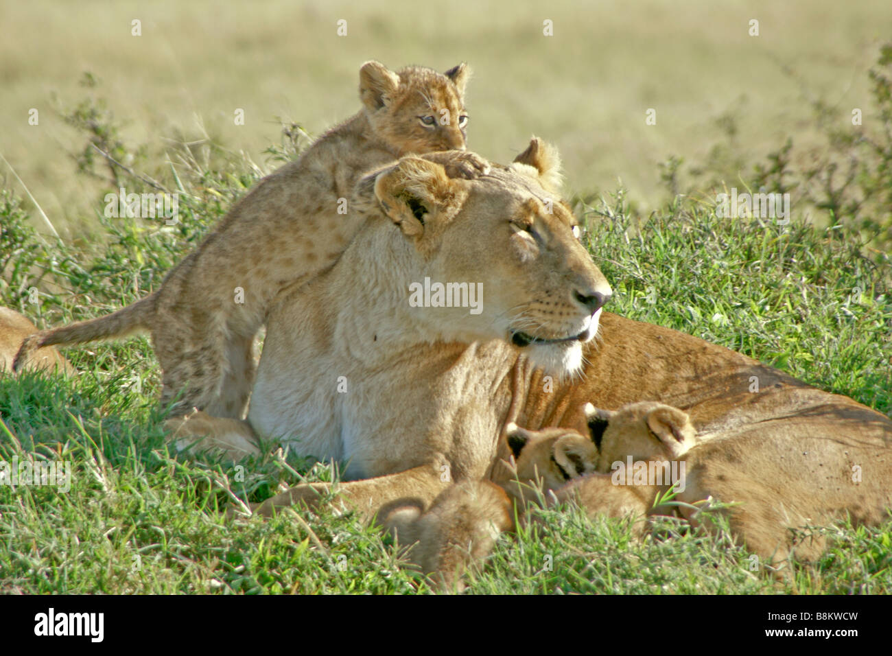 Lion cubs nursing hi-res stock photography and images - Alamy