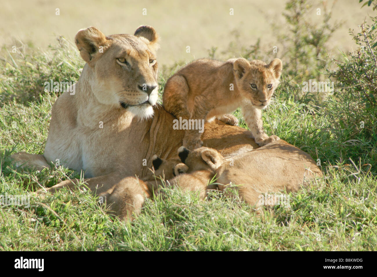 Lion cubs nursing hi-res stock photography and images - Alamy