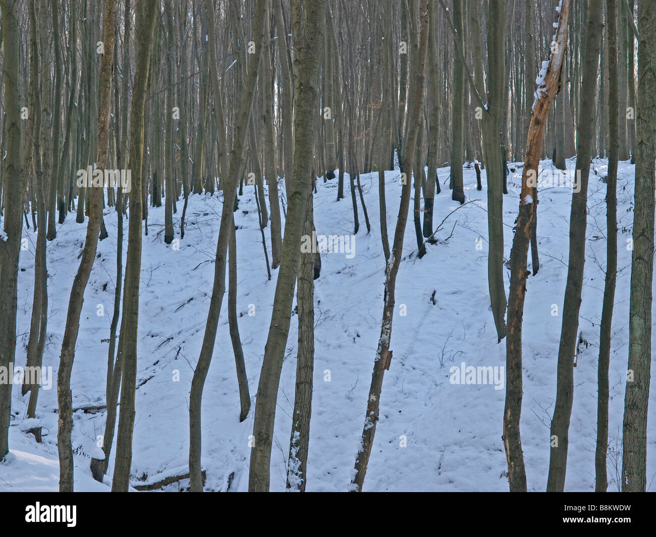 small trees in the forest in winter Stock Photo - Alamy